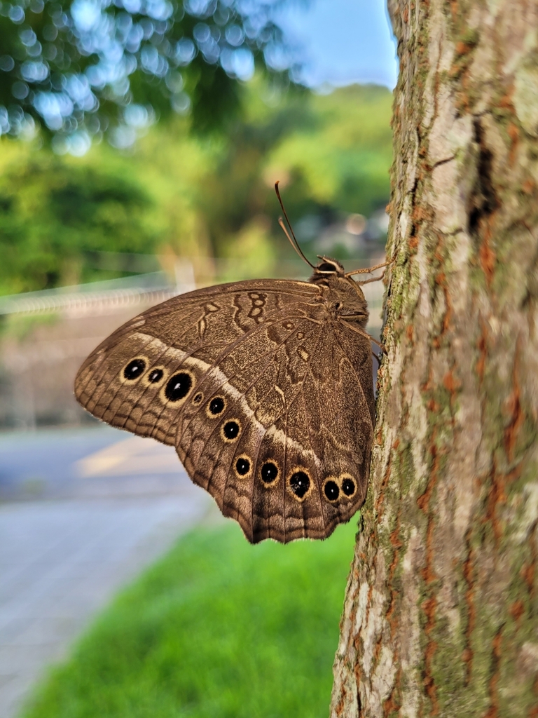 Neope muirheadii nagasawae from 台灣台北市信義區黎忠里 on June 3, 2023 at 05:58 PM ...