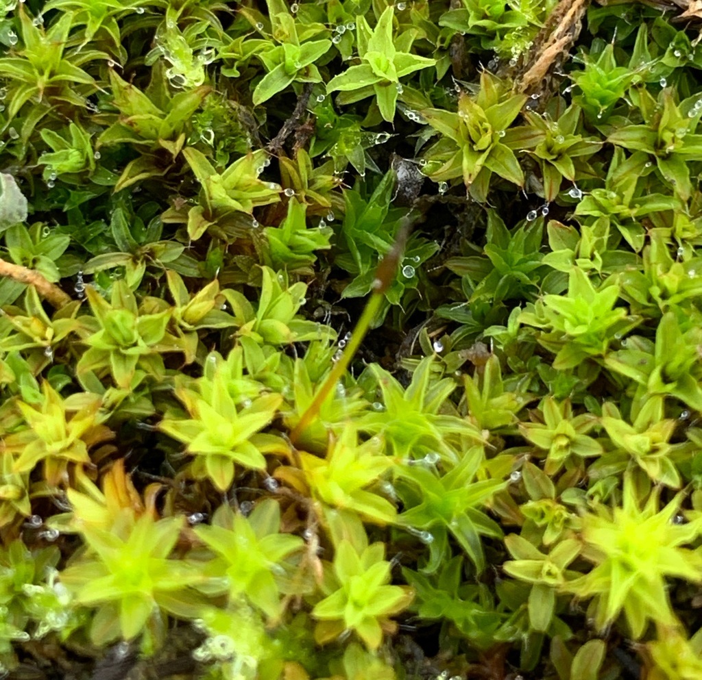 Syntrichia montana (Bryoflore des constructions et murs des milieux ...