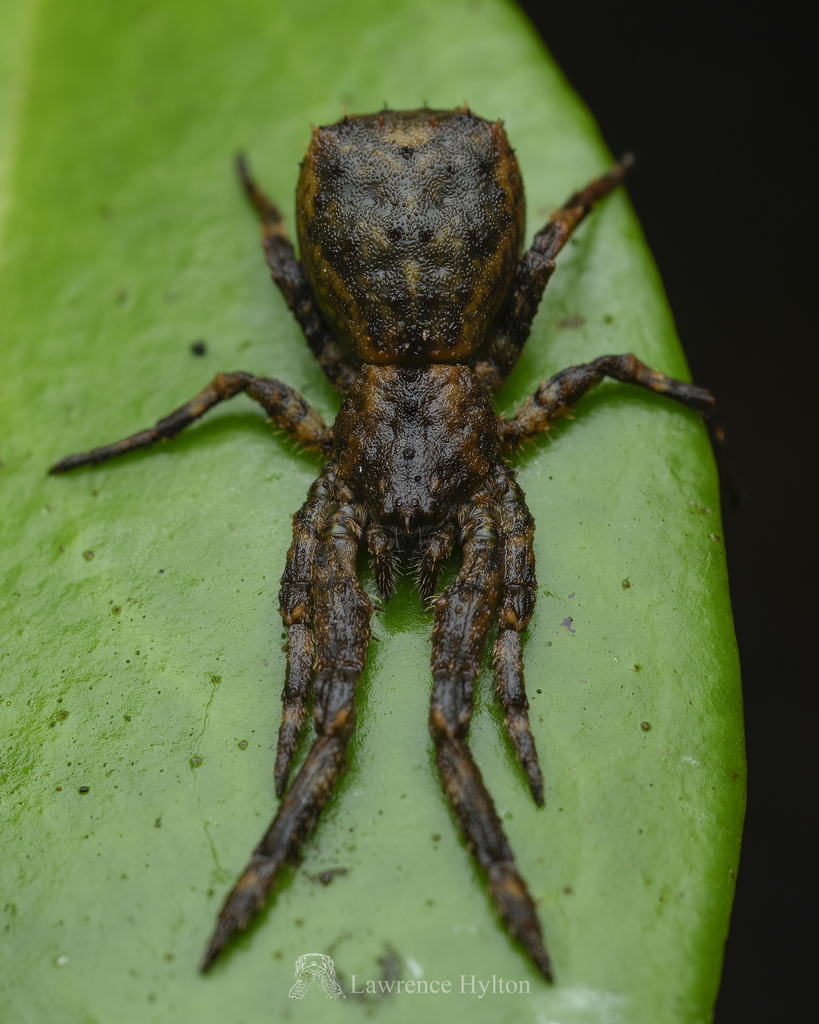 Litter Crab Spider in May 2023 by Lawrence Hylton · iNaturalist