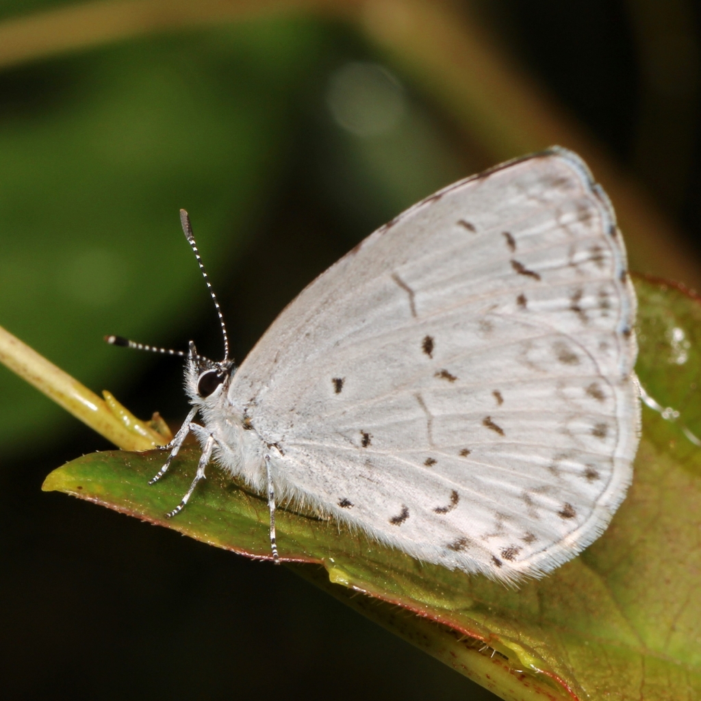 Summer Azure from Chillum, MD, USA on June 3, 2023 at 07:29 AM by ...