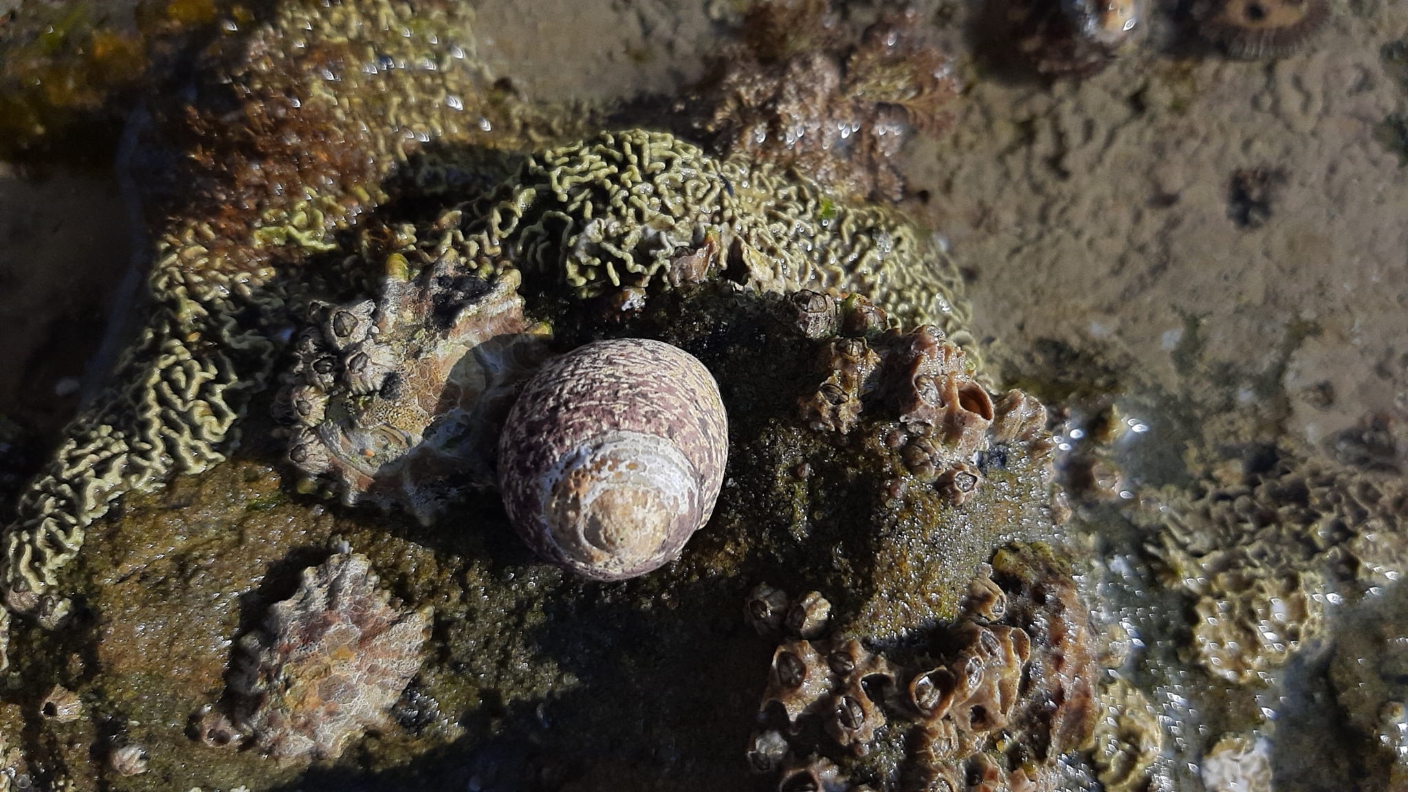 Phorcus lineatus (da Costa, 1778)