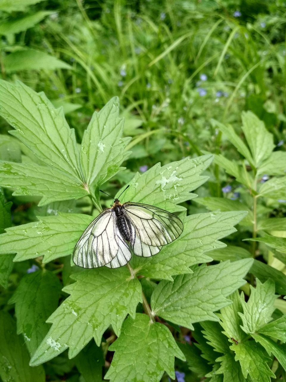 Parnassius stubbendorfii Ménétriés, 1849