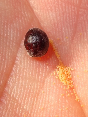 Genus Rhodococcus · iNaturalist