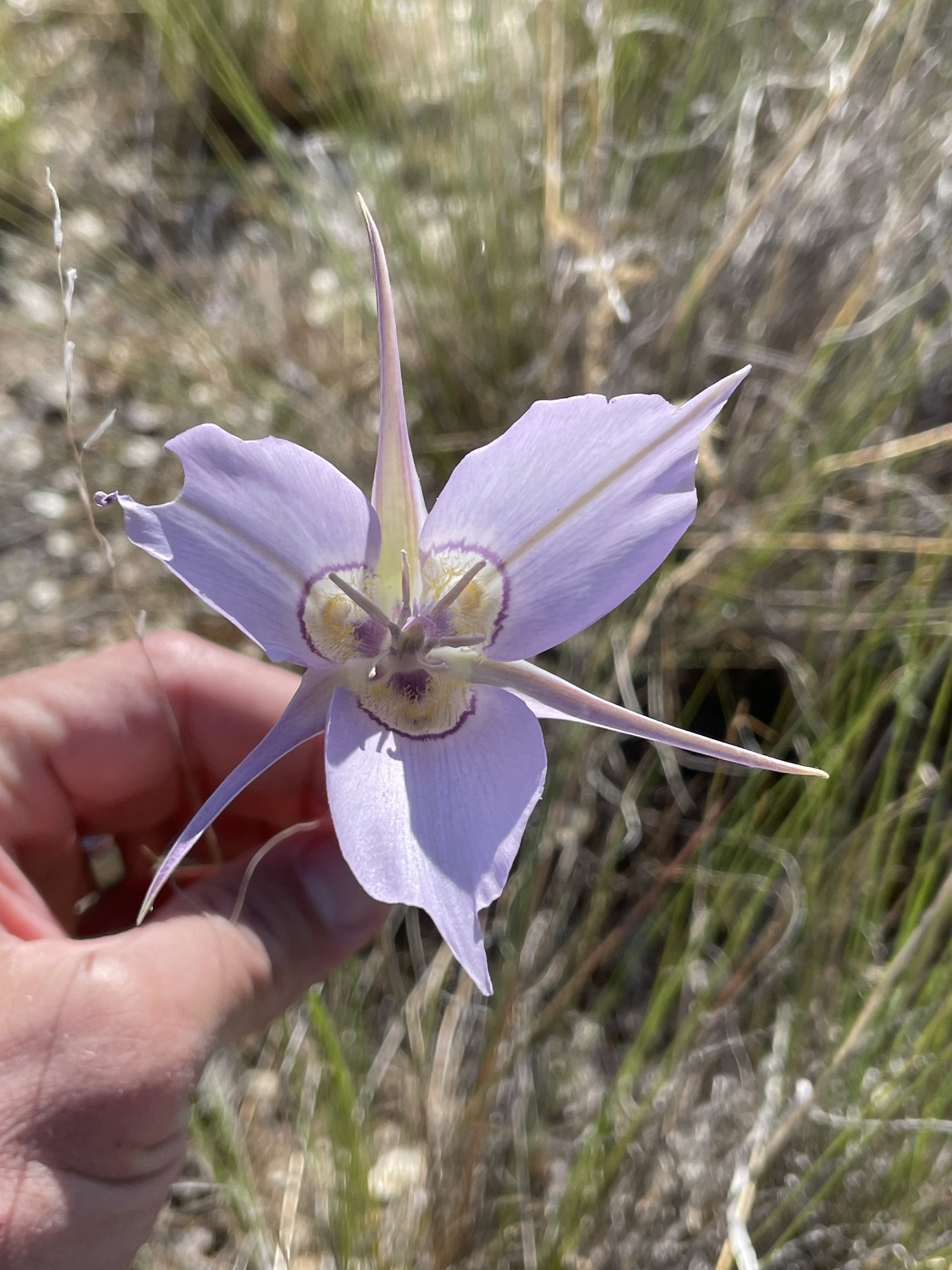 Calochortus macrocarpus Douglas