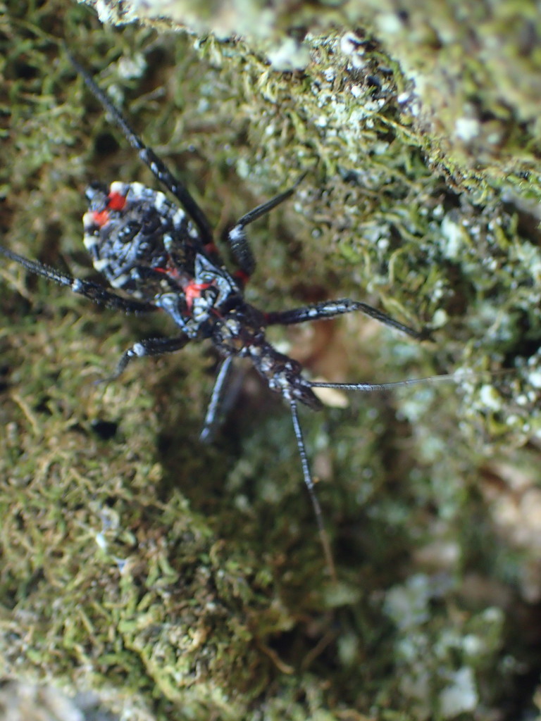 Japanese Assassin Bug from 日本、〒819-1581 福岡県糸島市瑞梅寺 井原山 on November 10 ...