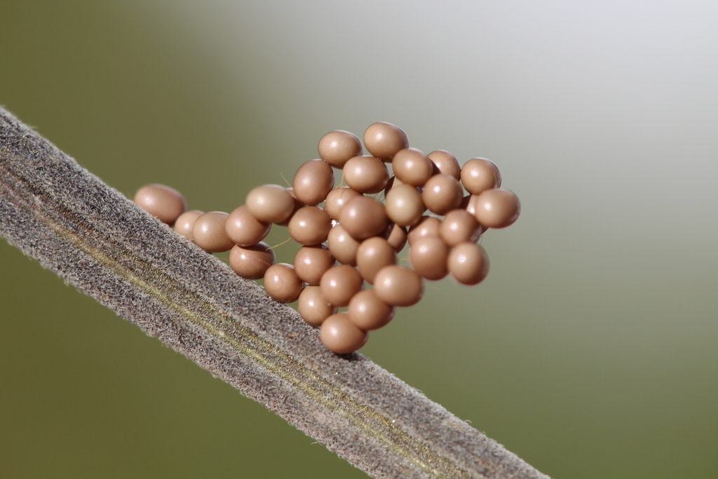 Roseate Emperor from Unnamed Road, South Africa on May 12, 2021 at 03: ...