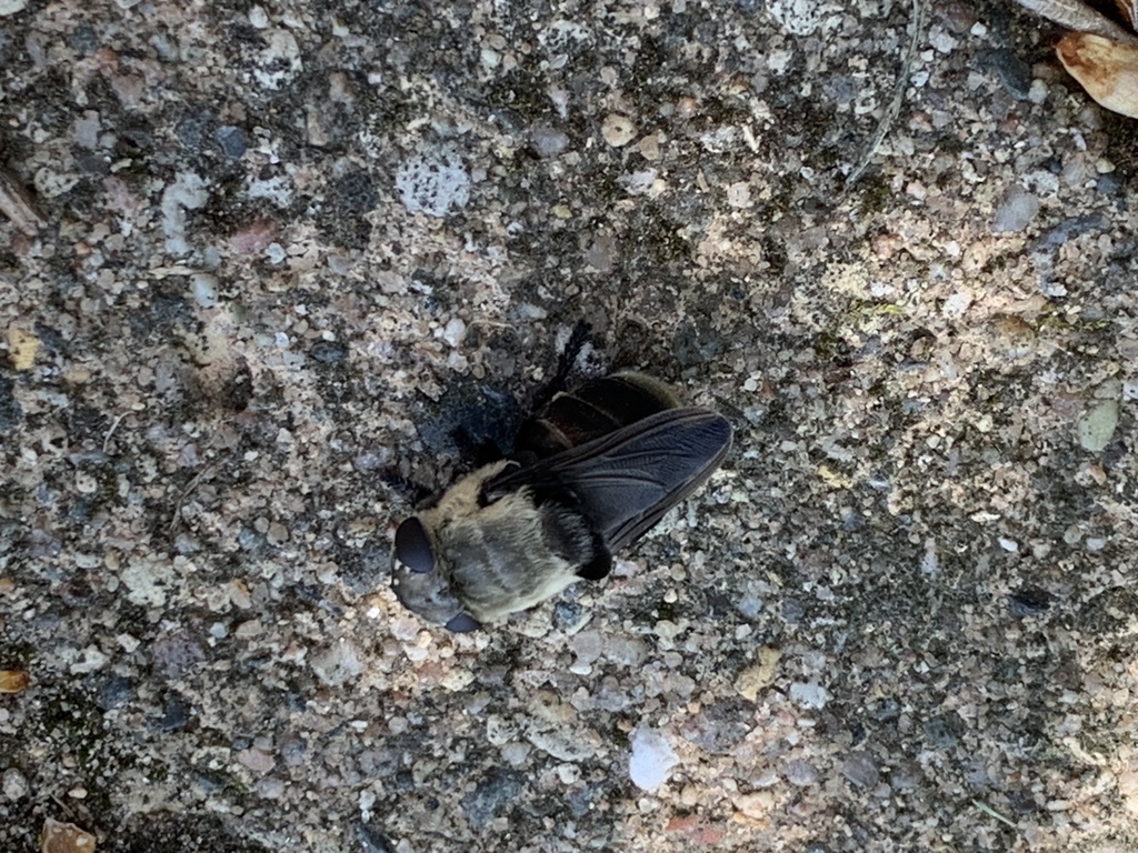 Squirrel Bot Fly from Superior National Forest, Virginia, MN, US on ...