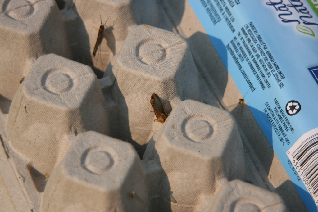 Common Swift Moth in June 2023 by Brendan Gray. #7/1/2023-06-02/1 ...