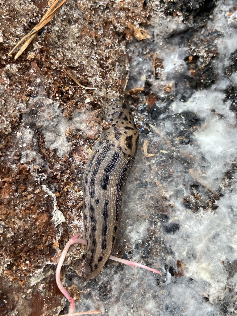 Leopard Slug from Snow Hill, MD, US on June 3, 2023 at 12:02 PM by ...
