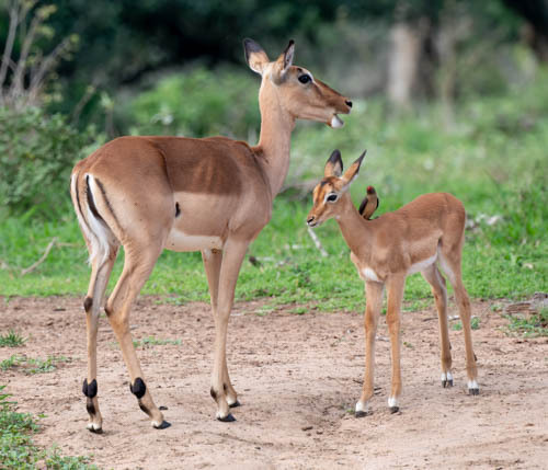 Common Impala from Kamasinga Hide on December 7, 2018 at 07:21 AM by ...