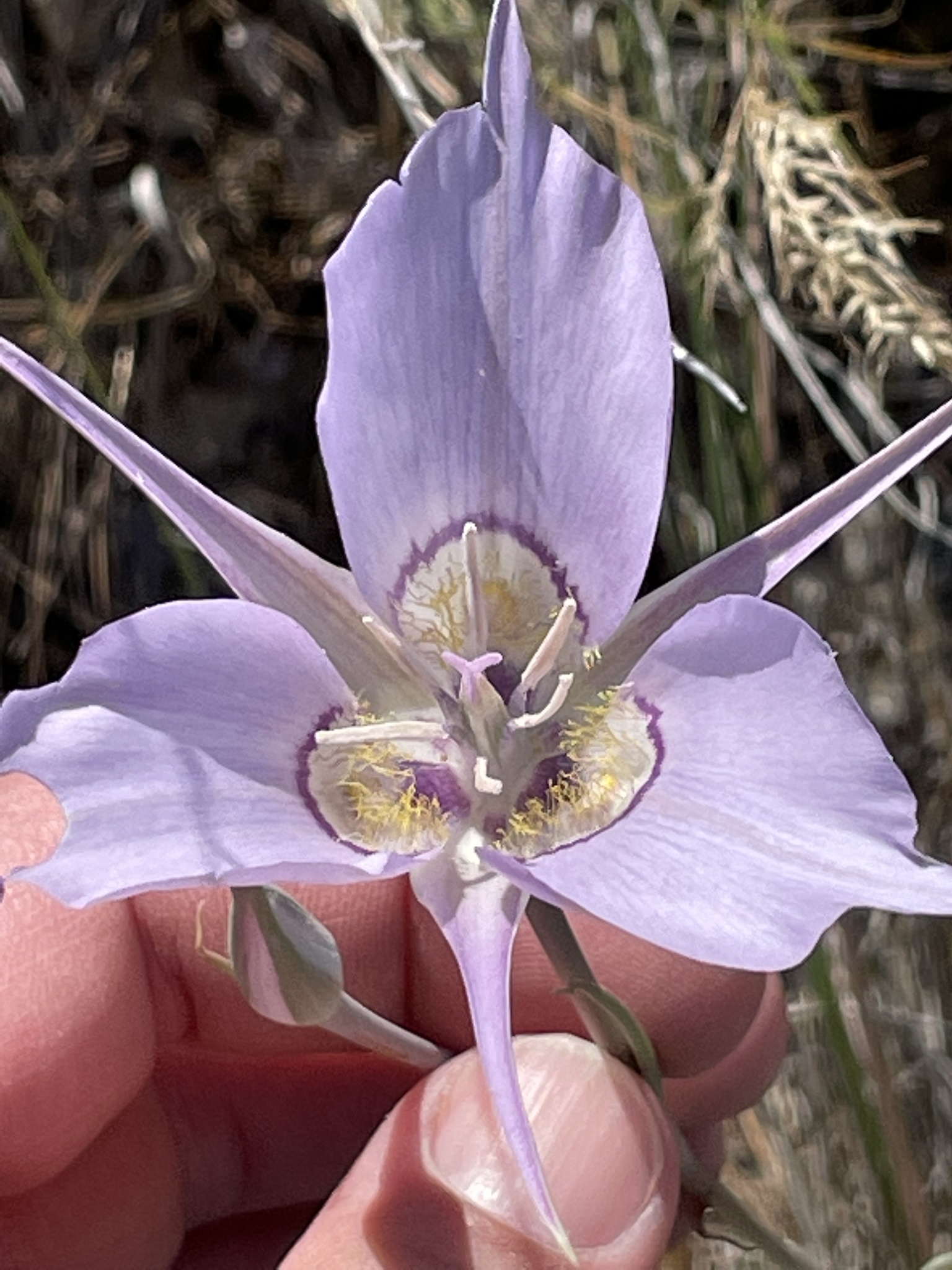 Calochortus macrocarpus Douglas