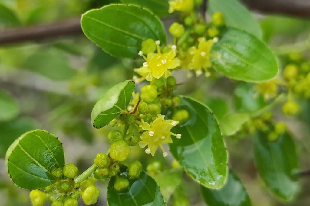 Lotus of the Lotophages (Ziziphus lotus) - Botanical Realm