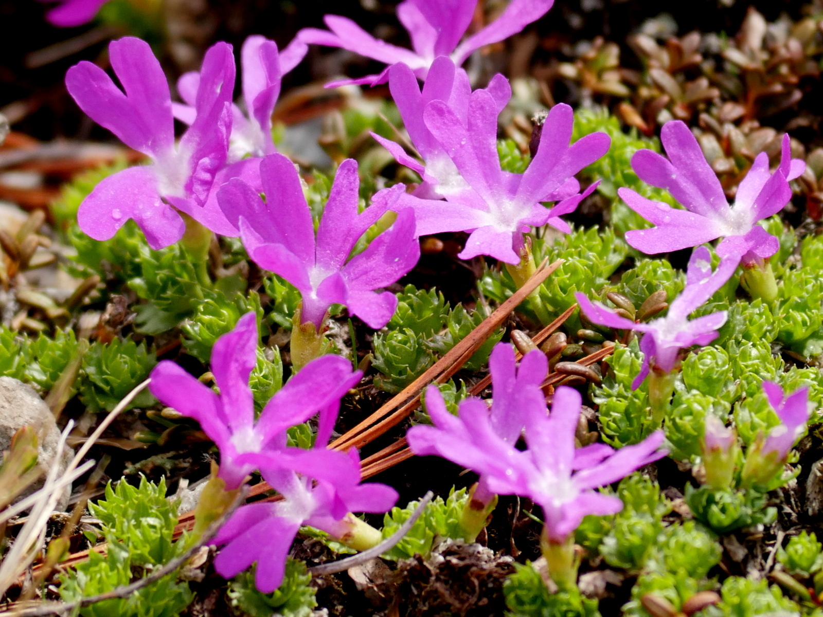 Primula minima L.