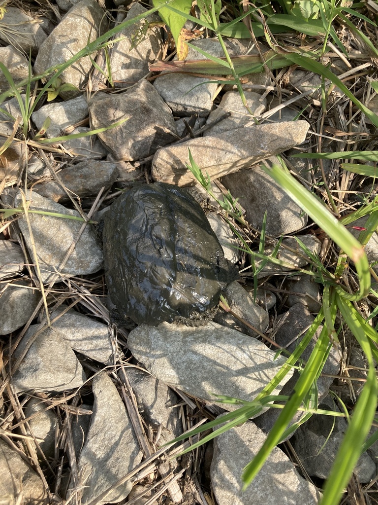 Common Snapping Turtle from Seventh St, Sulphur Springs, TX, US on June ...