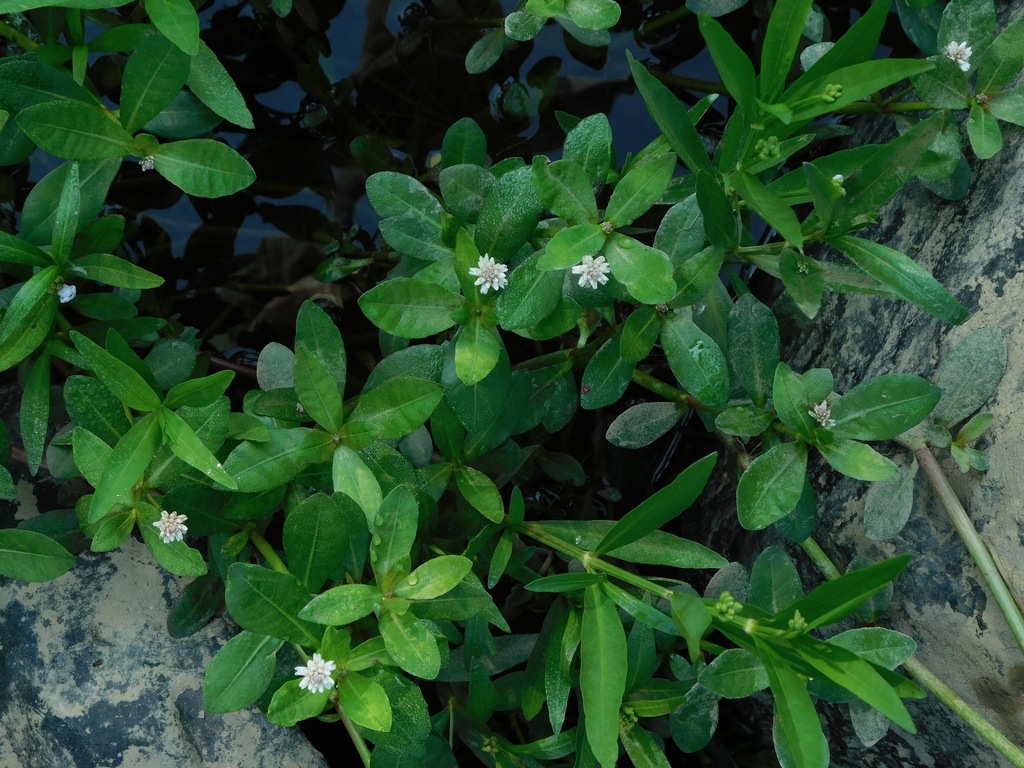 Alligatorweed (Alternanthera philoxeroides) - Botanical Realm