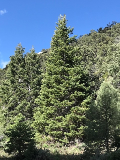 white fir from Six Mile Canyon, Pequop Mountains, Elko County, NV, USA ...