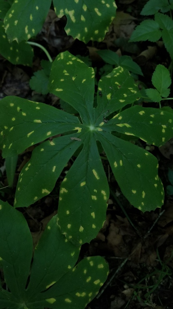 Mayapple Rust from Swain County, NC, USA on May 29, 2023 at 12:34 PM by ...