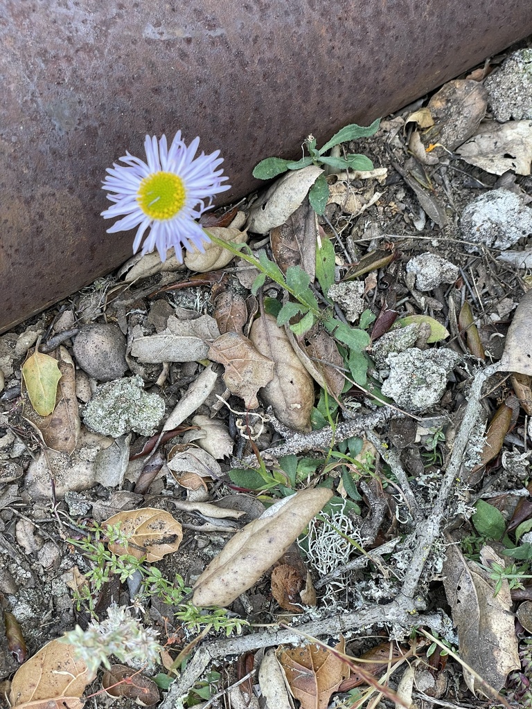 saints' daisy in June 2023 by Caitlin Hazelquist · iNaturalist