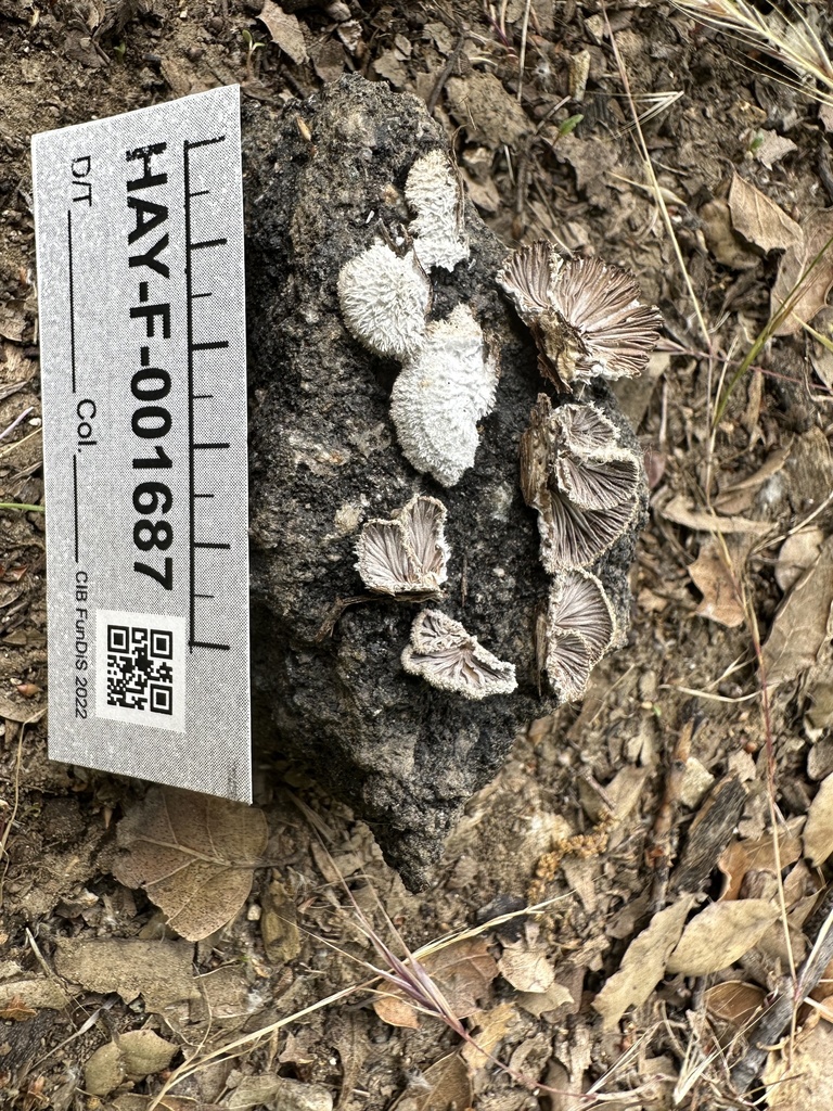 splitgill mushroom in May 2023 by Bat Vardeh · iNaturalist