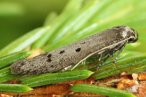 Genus Hypatopa · iNaturalist