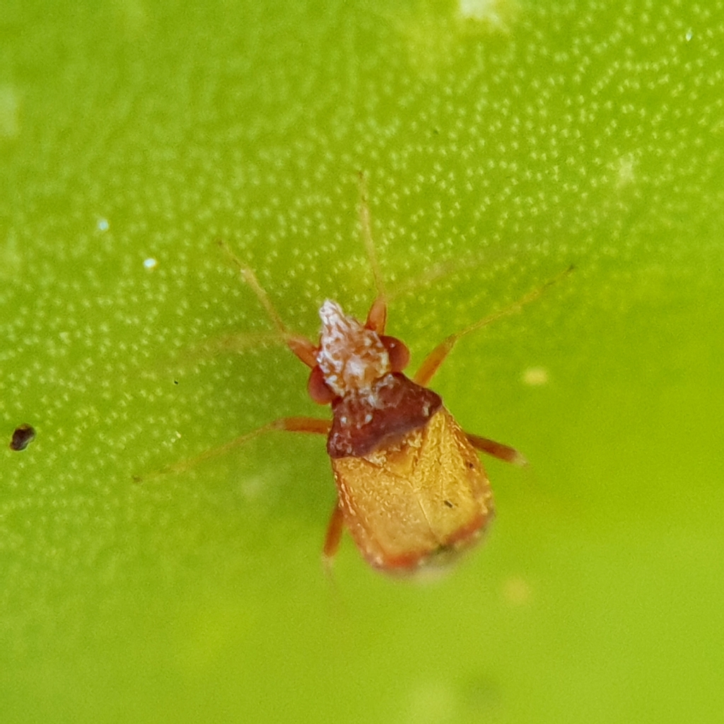 Plant Bugs from Peddie Street on June 2, 2023 at 03:37 PM by Rouxne ...