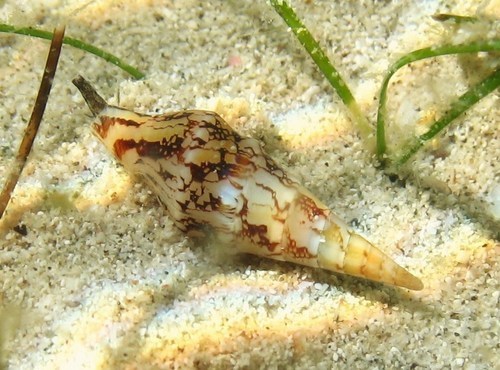 Concha Manchada (Strombina maculosa) · NaturaLista Colombia