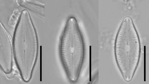 (Diadesmis confervacea)