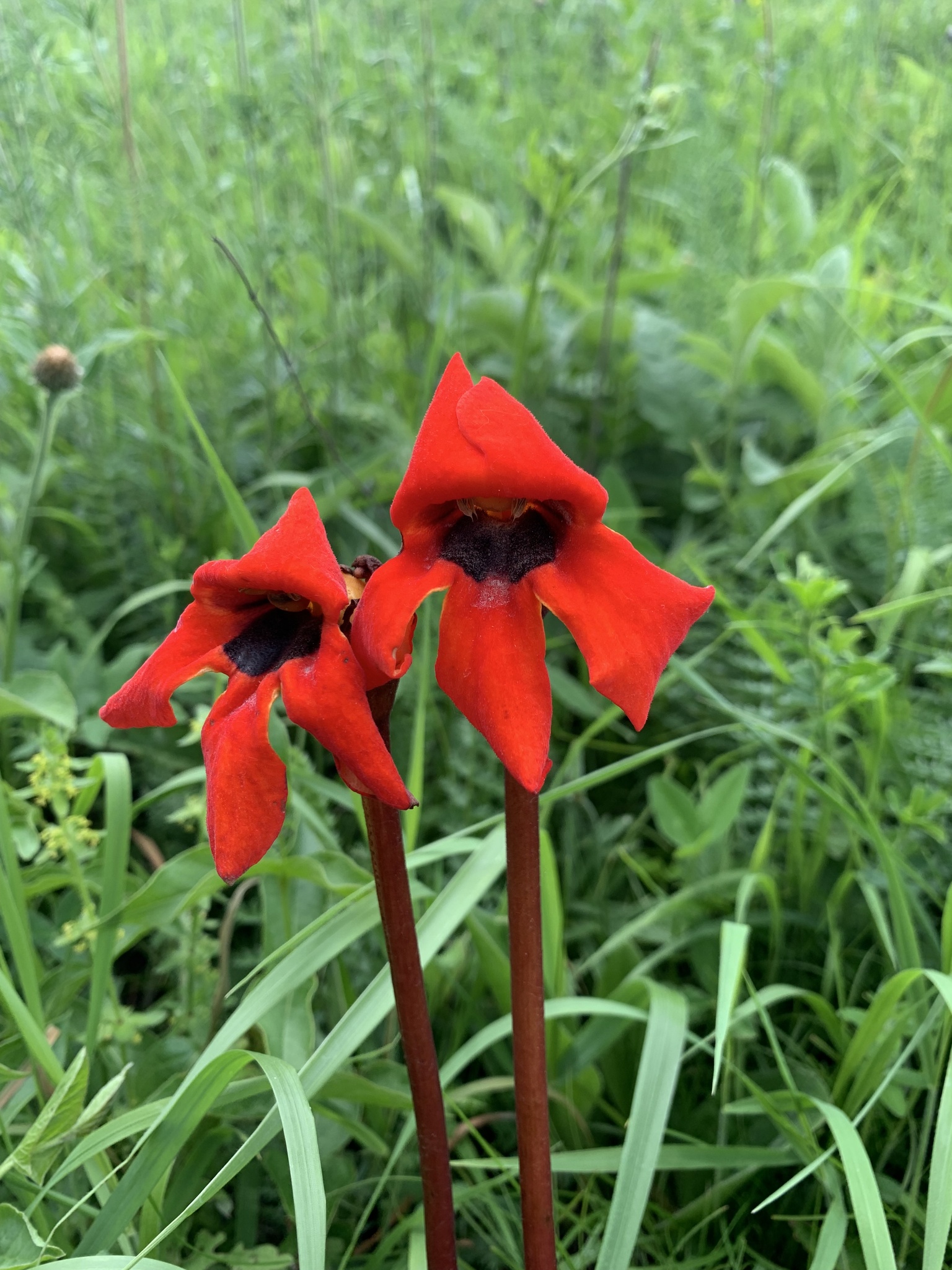 Phelypaea coccinea (M.Bieb.) Poir.