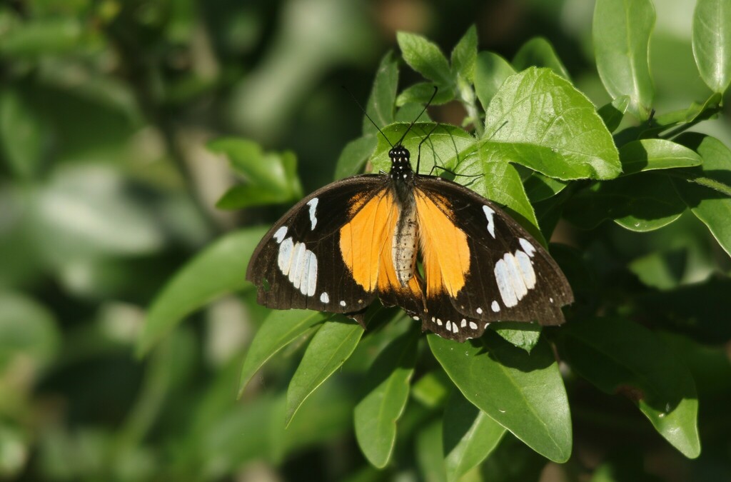 Flying Handkerchief from Harold Johnson Nature Reserve, South Africa on ...