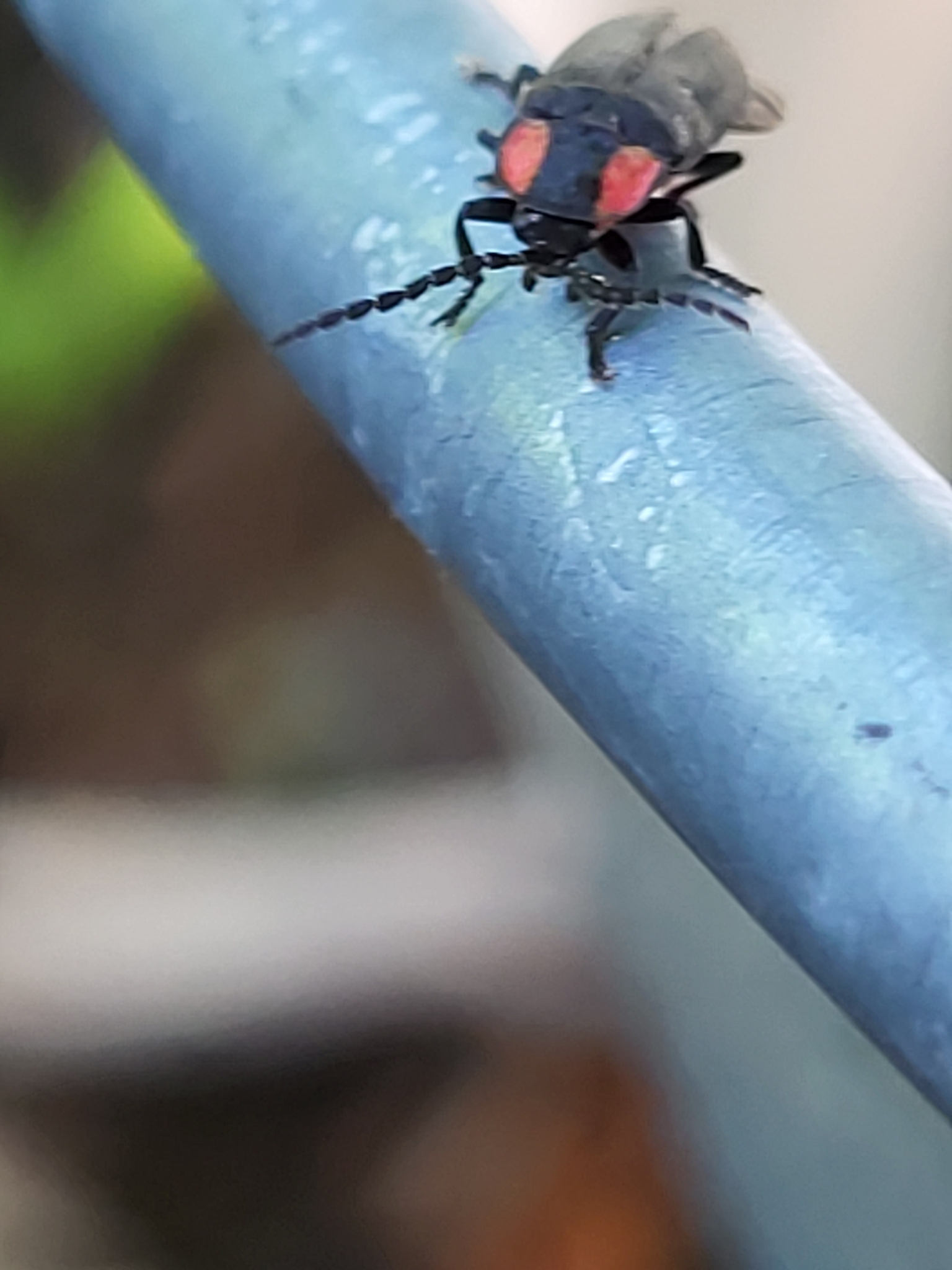 Pyropyga nigricans (Say, 1823)