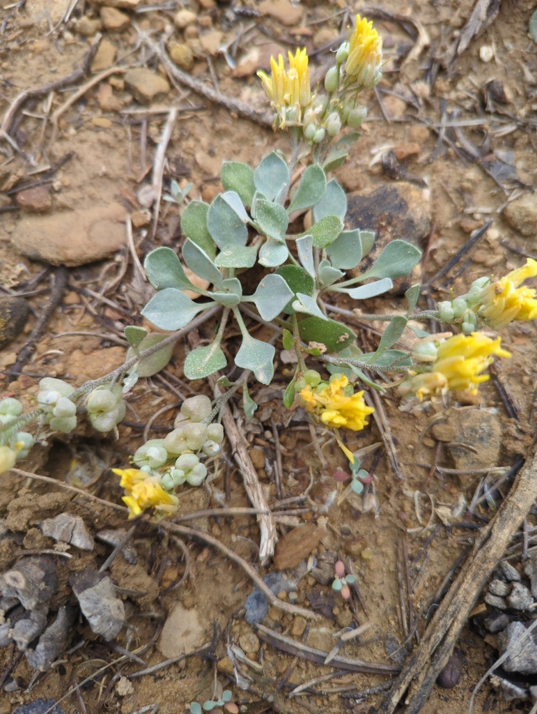 Double Bladderpod from Meeker, CO 81641, USA on June 3, 2023 at 12:21 ...