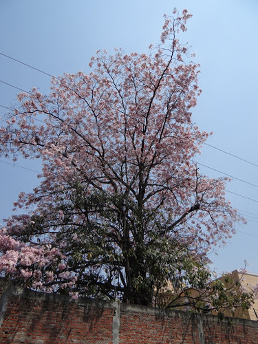 Apamate rosa (Árboles de la ciudad) · iNaturalist