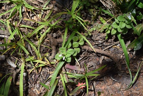Common Cliff Spurflower (Subspecies Plectranthus purpuratus purpuratus ...