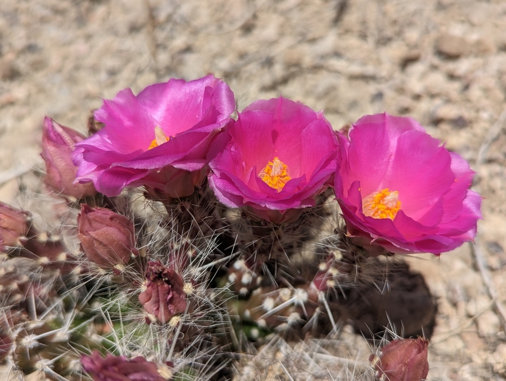 Sagebrush Cholla in June 2023 by Dētto · iNaturalist