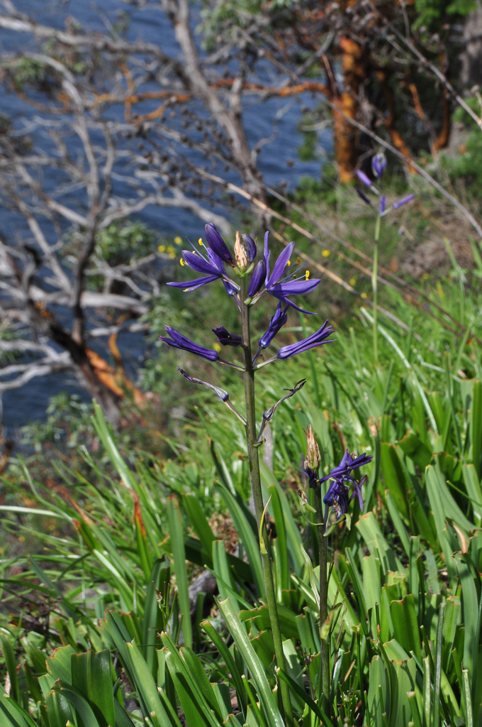 Suksdorf's Large Camas (Camassia leichtlinii suksdorfii) - Botanical Realm