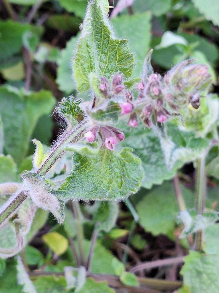 mint family from Liverpool L25, UK on June 3, 2023 at 04:59 PM by David ...