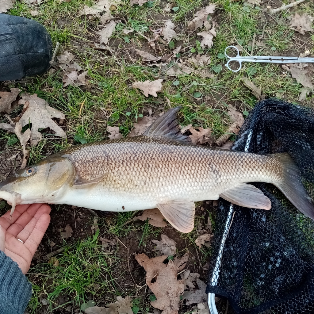 Common Barbel from Charente, Poitou-Charentes, FR on February 18, 2023 ...