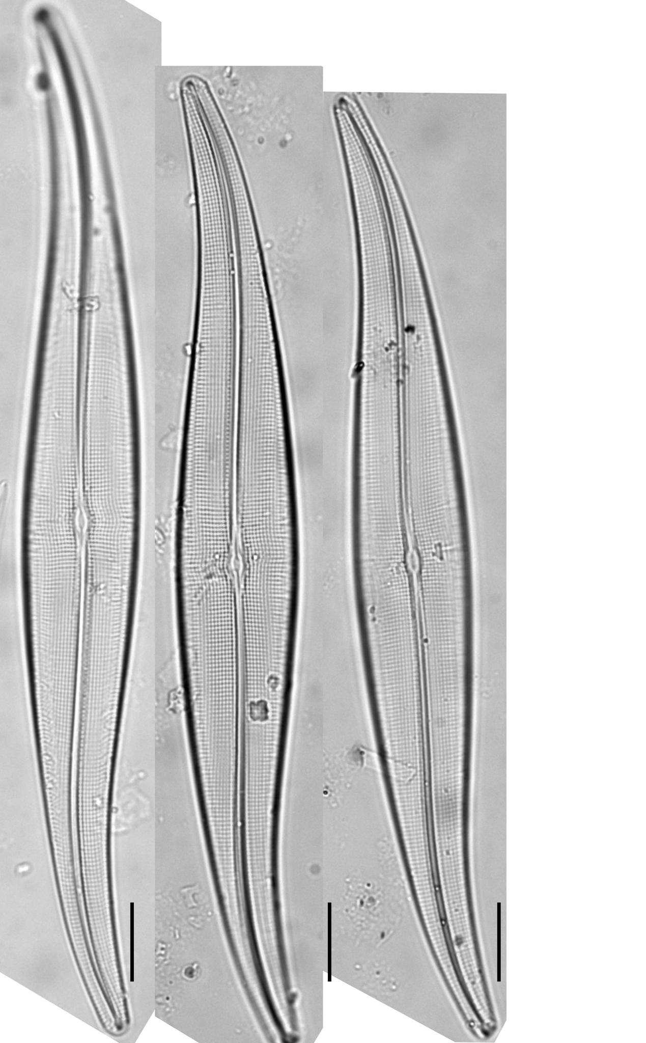 Gyrosigma A.H.Hassall, 1845