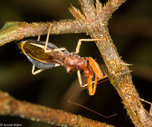 Genus Astinus · iNaturalist