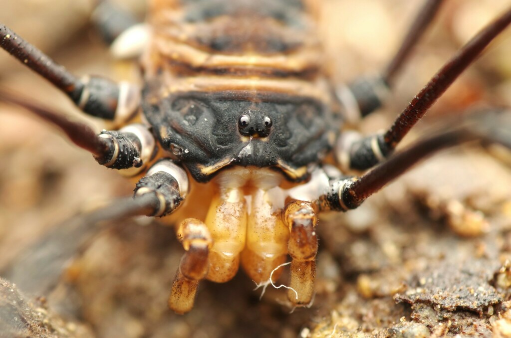 Gyas titanus from 66820 Vernet-les-Bains, France on June 2, 2023 at 11: ...