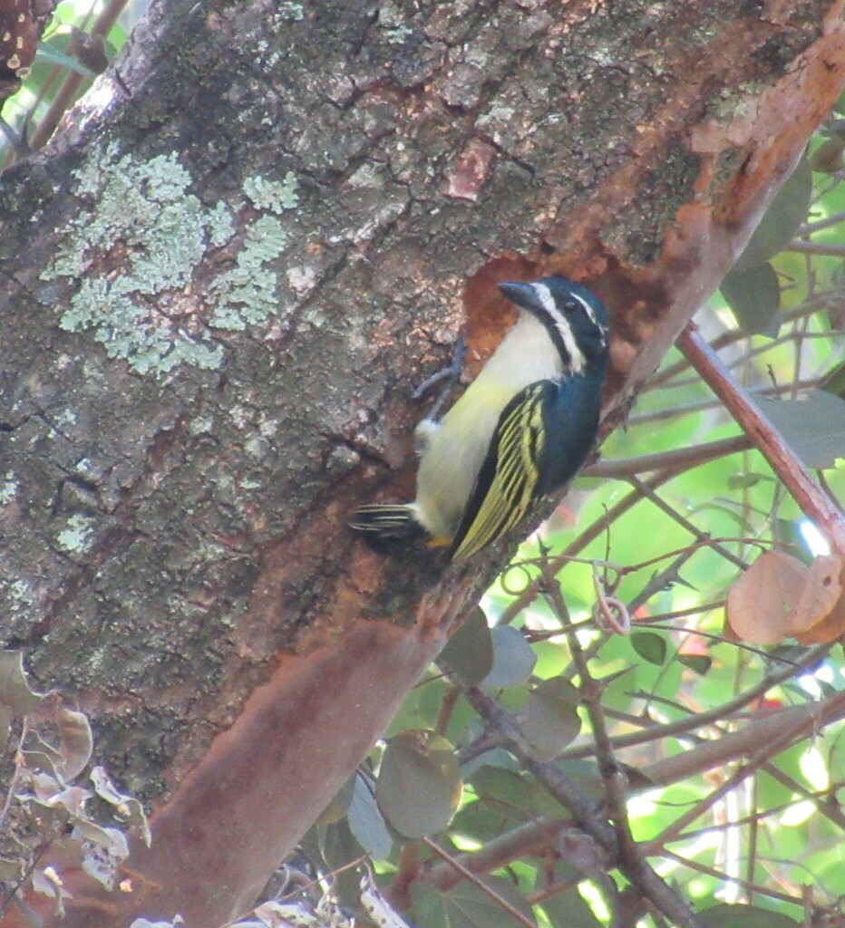 Yellow-rumped Tinkerbird from Lubombo Region, Eswatini on January 22 ...