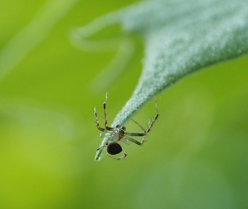 Entelegyne Spiders from Hisey Park on June 3, 2023 at 09:15 AM by ...
