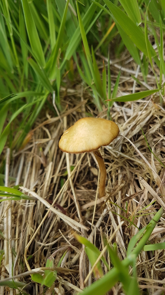 Common Fieldcap from Cumbria, UK on June 1, 2023 at 03:14 PM by bosmon ...