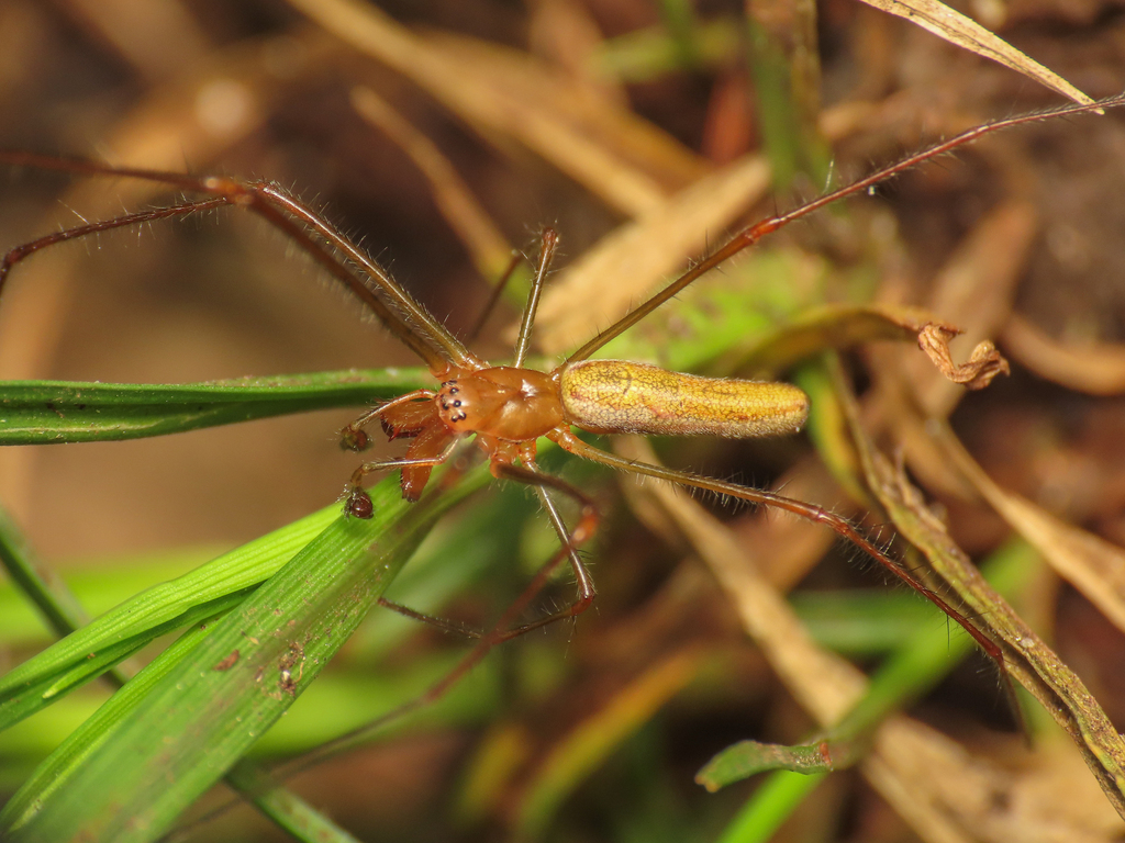 Shadow Stretch Spider from Province of L'Aquila, Italy on May 27, 2023 ...