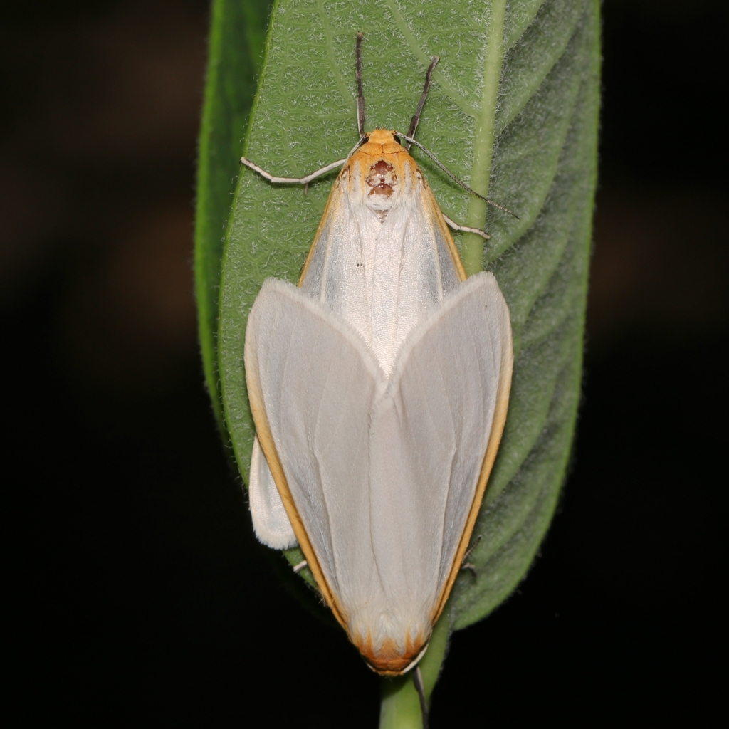 Delicate Cycnia Moth from Takoma Park, MD 20912, USA on June 3, 2023 at ...