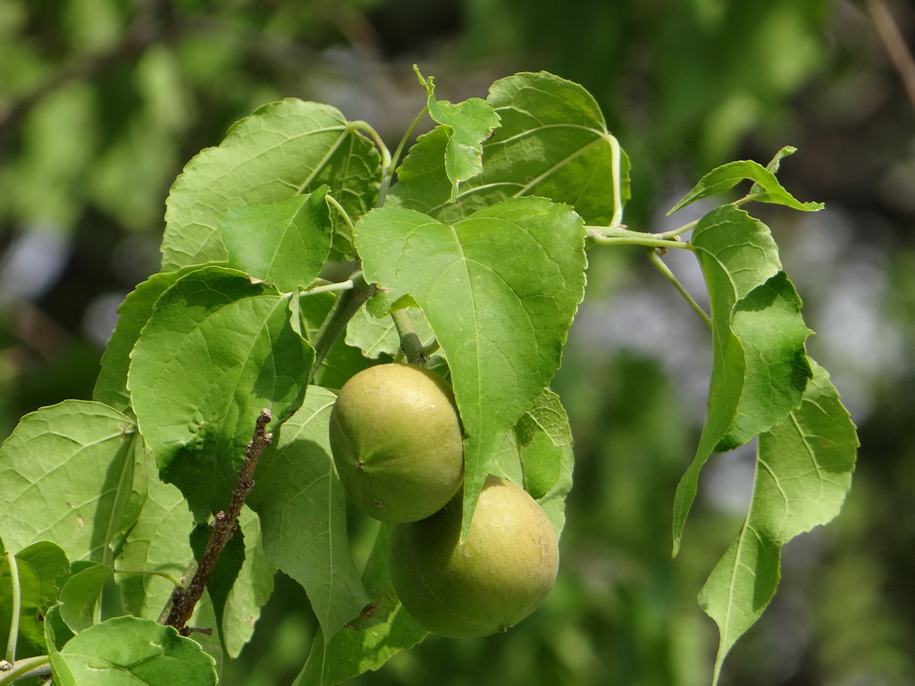 Large fever-berry from Nkasa Rupara NP, Zambezi Region, Namibia on ...