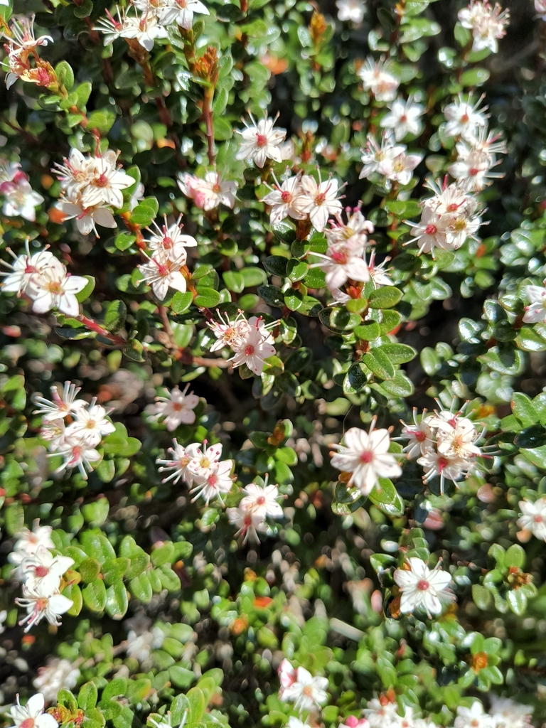 sand myrtle from Myrtle Point on June 3, 2023 at 10:37 AM by Chad Wible ...
