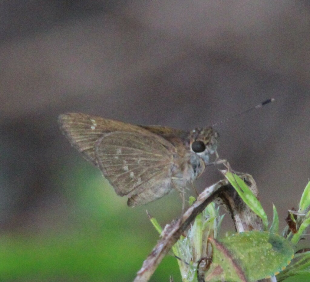 Three-spotted Skipper from Miami-Dade County, FL, USA on February 11 ...