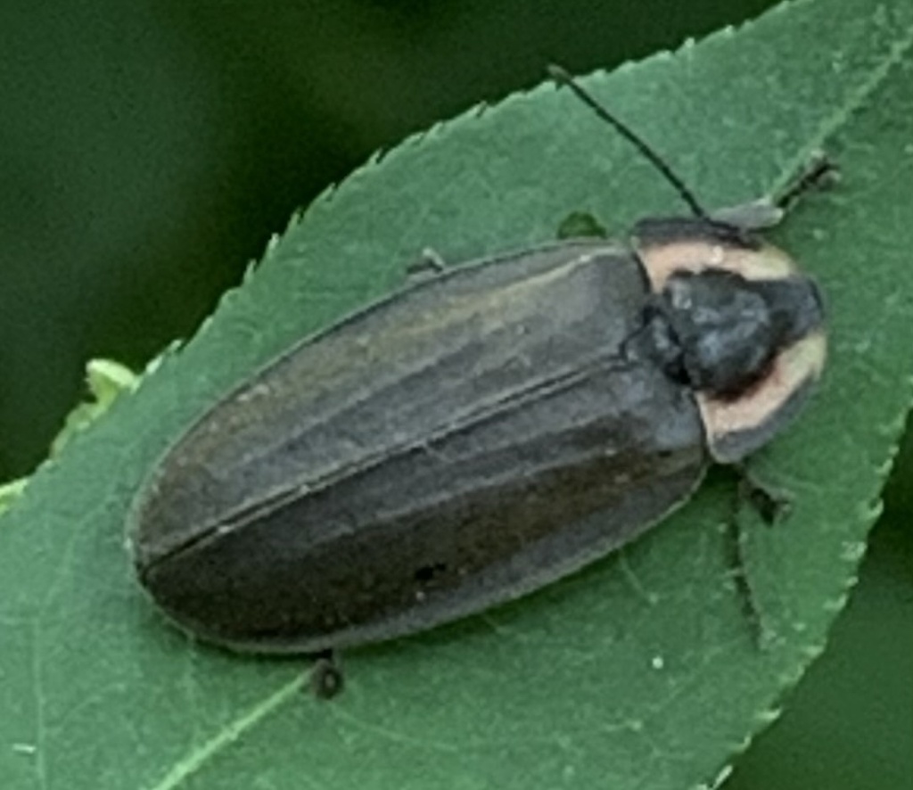 Winter Firefly from Fisher Meadows Recreation Area, Avon, CT, US on ...