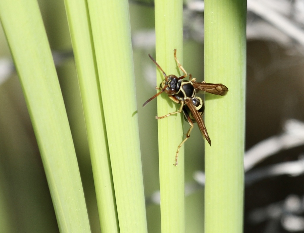 Golden Paper Wasp from Osoyoos Desert Centre on June 3, 2023 at 09:36 ...